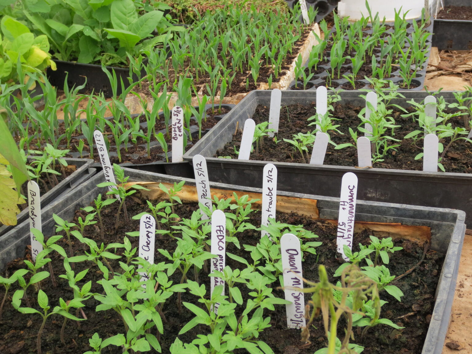 February Vegetable Gardening Tips - Virginia Association for Biological ...