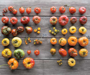 Epic Tomatoes: How to Select and Grow the Best Varieties of All Time ...